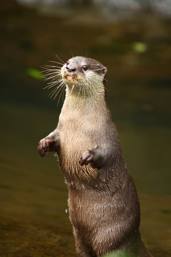 Loutre 3 image stock. Image du rester, patte, loutre - 10614161