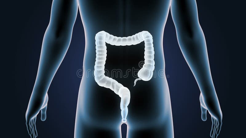 Position of Large Intestine in Human Body Stock Footage - Video of ...