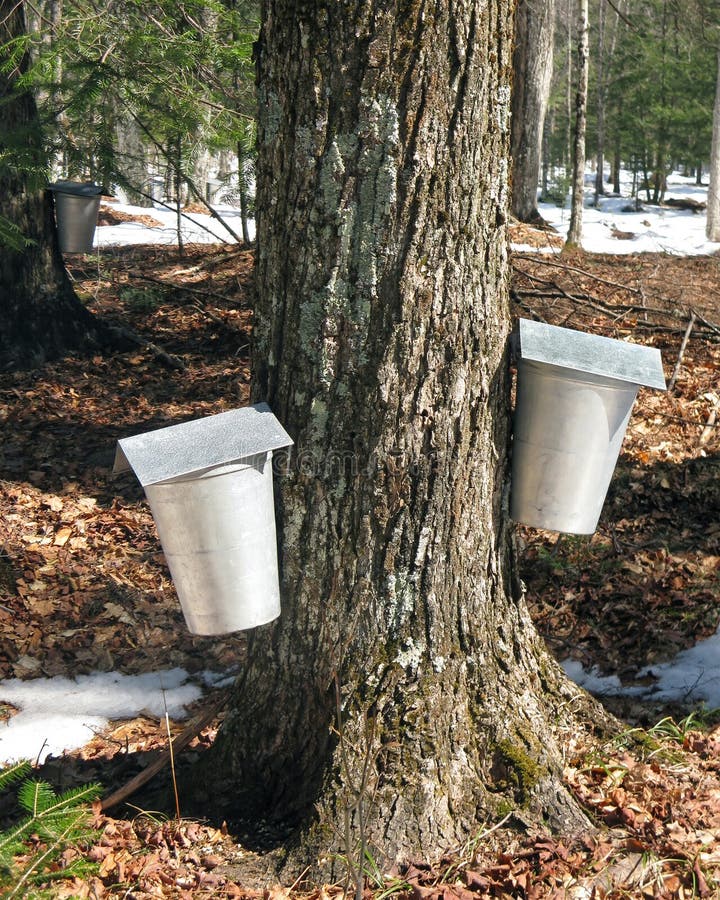 Comment La Sève D'arbre D'érable Sont Rassemblées Photo stock - Image ...