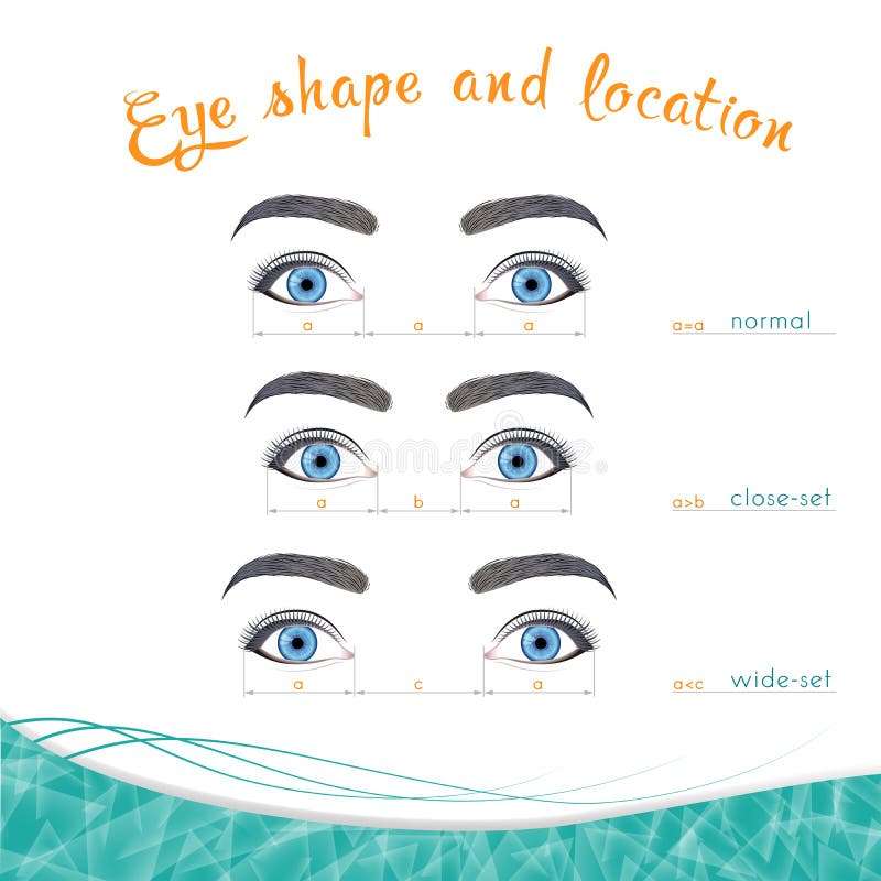 Positions of Eyes in Width on a White Background Stock Vector ...