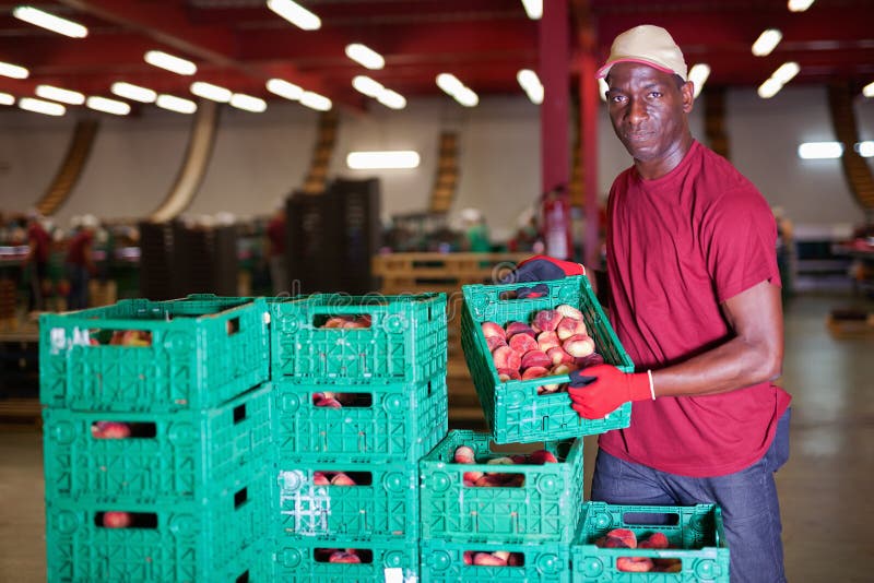 Fruits Sorting Machine stock photo. Image of factory - 110809852
