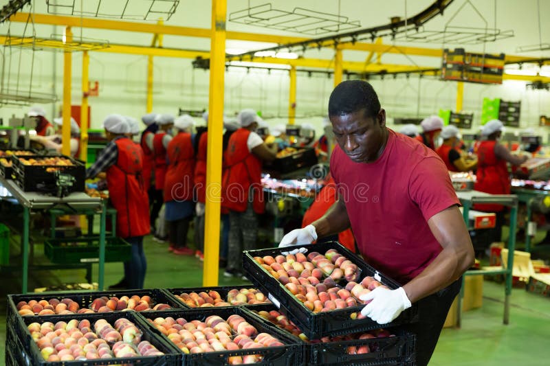 Male Warehouse Worker Loading Boxes with Peaches Stock Photo - Image of ...