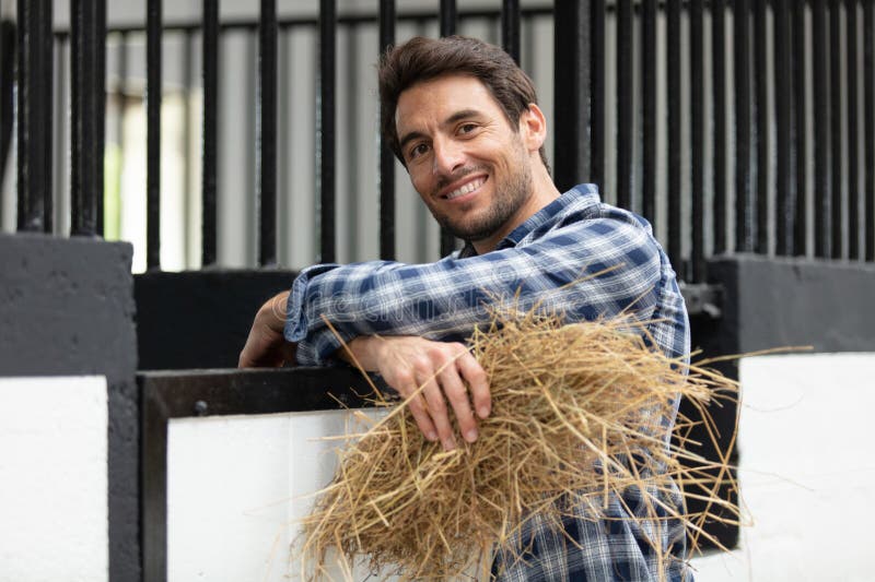Positive Man Feeding Horses with Hay at Stable Stock Photo - Image of ...