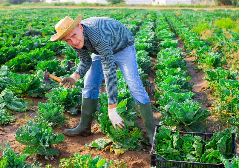 Positive Man Harvesting Ripe Cabbage on the Field Stock Image - Image ...