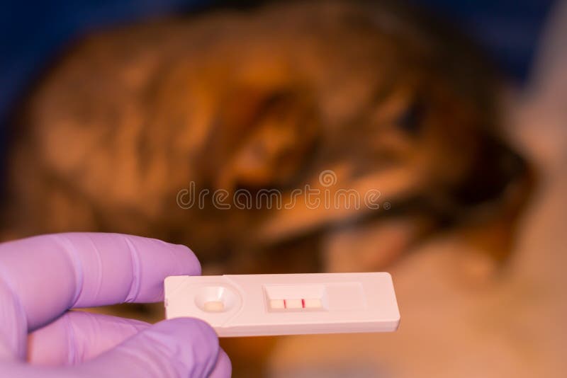 Positive Parvovirosis Quick Test and Blurred Background with Puppy ...