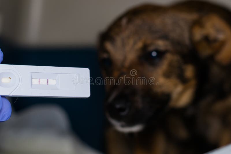 Positive Parvovirosis Quick Test and Blurred Background with Puppy ...