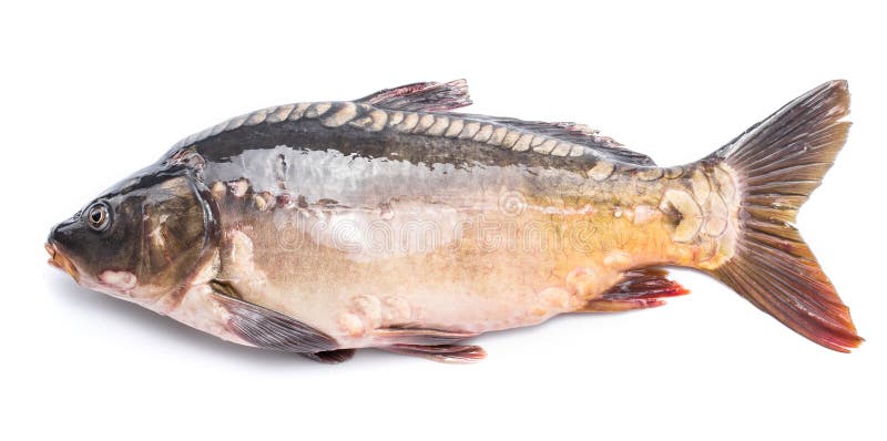 Żywa Karp Ryba Odizolowywająca Na Białym Tle Obraz Stock - Obraz ...