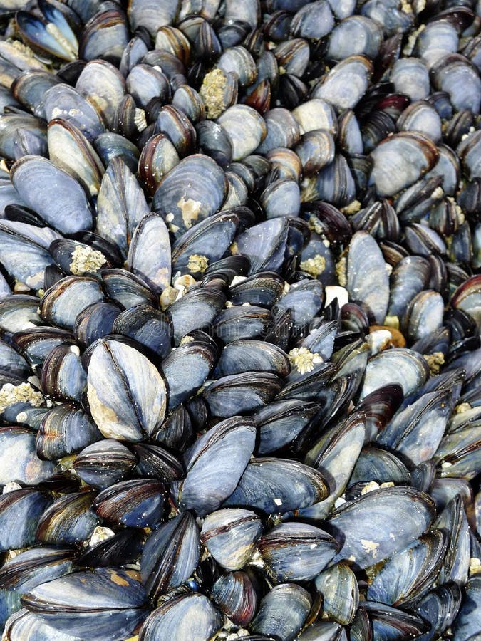 Eatable Mussels Na Plaży Morzu I, Skorupy Obraz Stock - Obraz złożonej ...