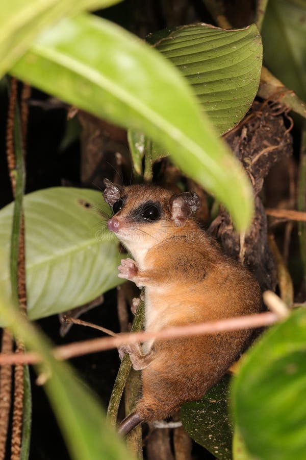 Possom in the rainforest stock photo. Image of animal - 184672568