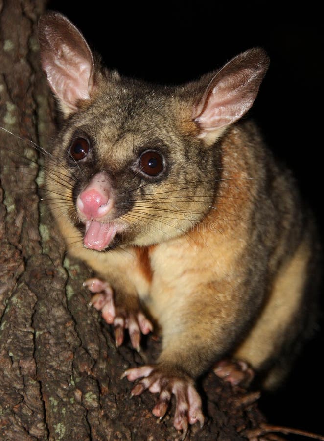 Possum stock image. Image of tree, possum, mammal, rodent - 11925777