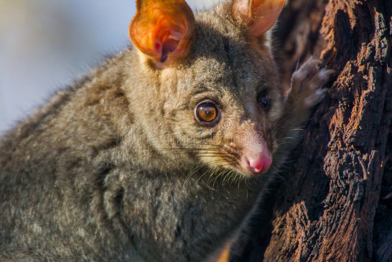 Possum stock image. Image of park, wildlife, tree, possum - 74470871