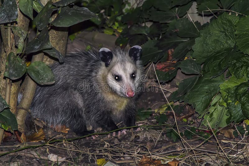 Possum stock photo. Image of wild, vertebrate, young - 283973056