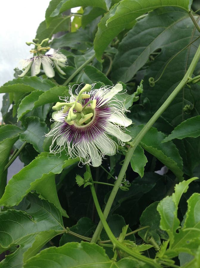 Possum Purple Passion Flower Stock Image - Image of flowering ...