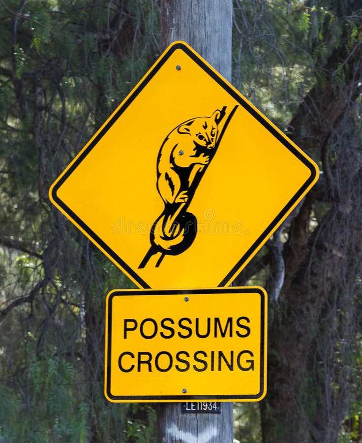 Possums Crossing Sign stock photo. Image of animals, australia - 36094366