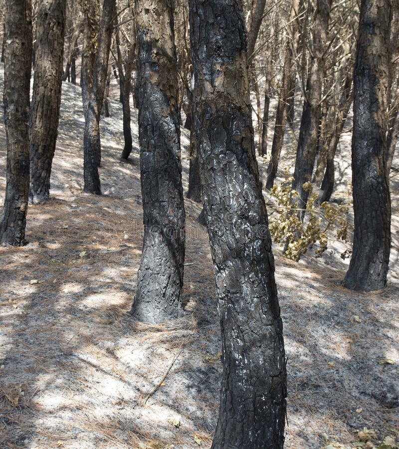 Post Fire Effect with Burned Pines Stock Photo - Image of land, pines ...