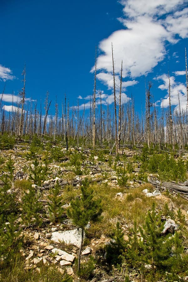 Post-fire Recovery stock photo. Image of nature, pine - 16006828