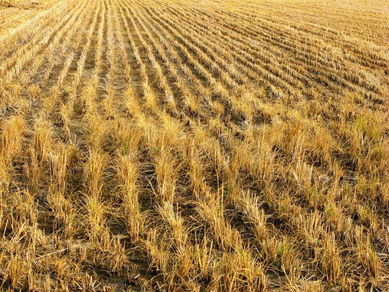 Post-harvest Dry Rice Paddies Stock Photo - Image of agriculture ...