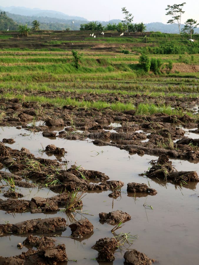 Post-harvest Processing of Rice Fields in Indonesia Stock Photo - Image ...