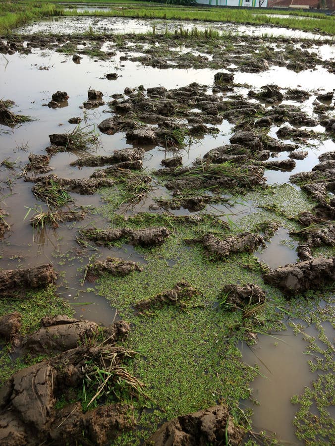 Post-harvest Processing of Rice Fields in Indonesia Stock Image - Image ...