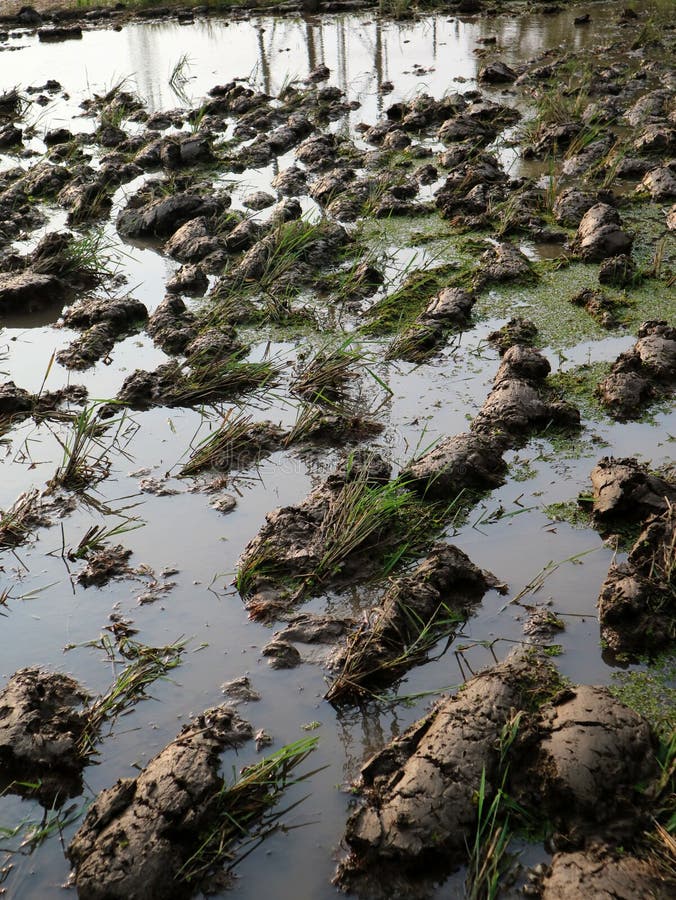 Post-harvest Processing of Rice Fields in Indonesia Stock Photo - Image ...