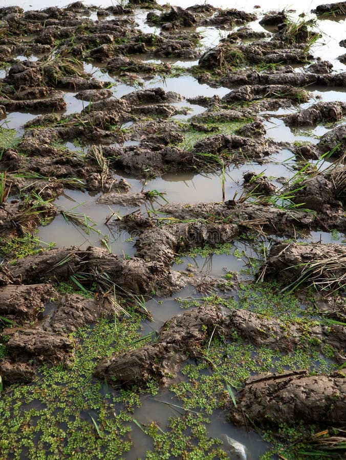 Post-harvest Processing of Rice Fields in Indonesia Stock Image - Image ...