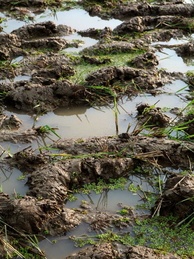 Post-harvest Processing of Rice Fields in Indonesia Stock Photo - Image ...