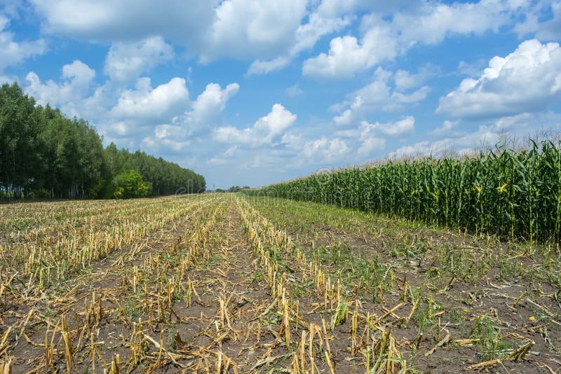 Post-harvest Remnants of Silage Corn on the Field Stock Photo - Image ...