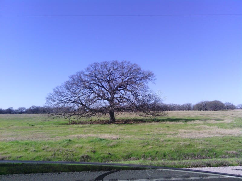 Tree stock photo. Image of tree, scenery, bend, kjones - 136226372