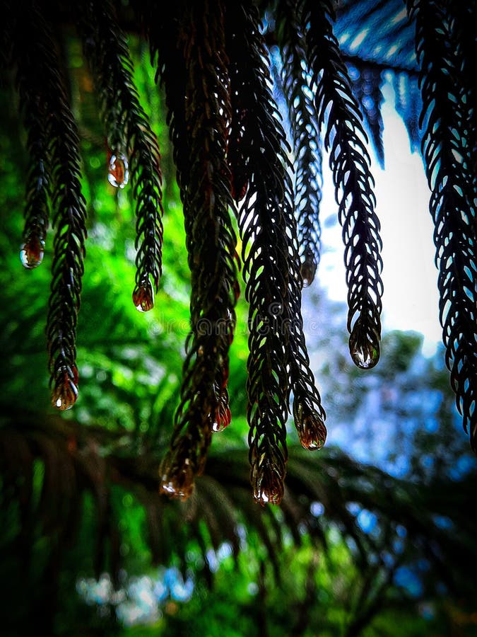 Post Rain is the Prettiest Way To See the World.. Stock Image - Image ...