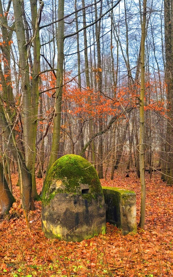 A Post-war Bunker in the Forest Stock Photo - Image of tree, bunker ...