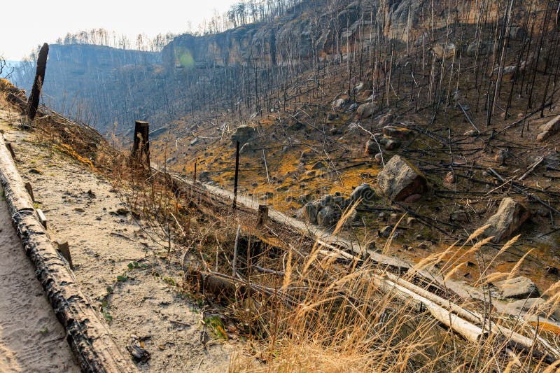 Post-wildfire Landscape Showing Burnt Forest and Rocky Terrain Stock ...