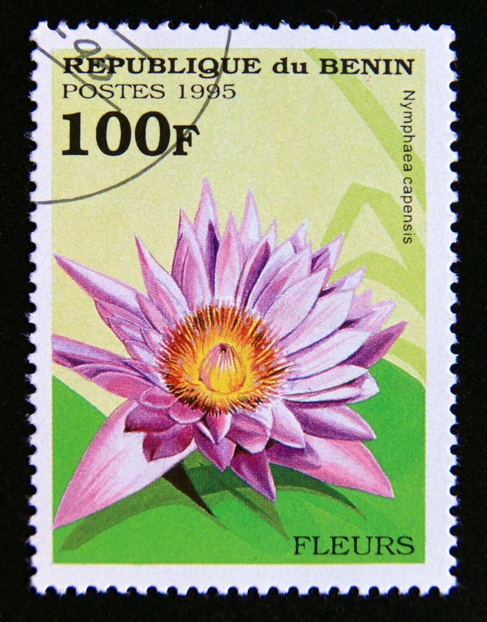 Postage Stamp Benin 1995. Nymphaea Capensis Flower Editorial Photo ...
