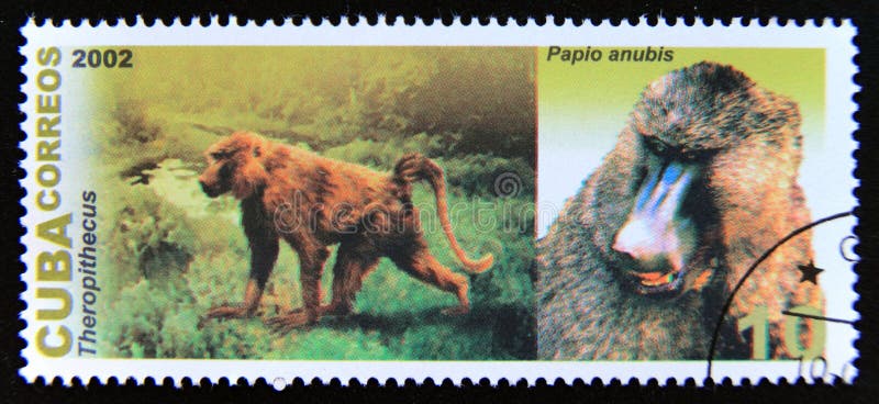 Postage Stamp Cuba, 2002. Theropithecus, Anubis Baboon Papio Anubis ...