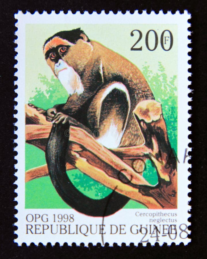 Postage Stamp Guinea, 1998. De Brazza`s Monkey Cercopithecus Neglectus ...