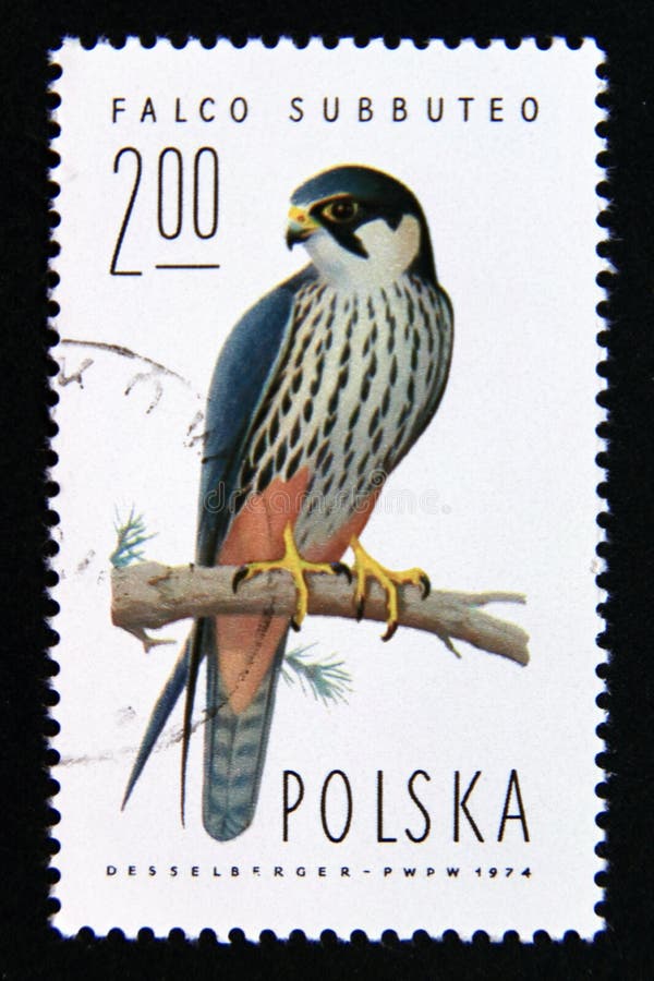 Postage Stamp Poland, 1975. Eurasian Hobby Falco Subbuteo Bird of Prey ... Postage Stamp Poland, 1975. Eurasian Hobby Falco Subbuteo Bird of Prey ...