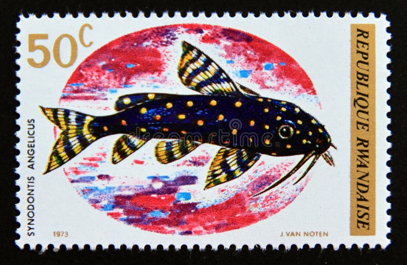 Angelicus Fish Stock Photos - Free & Royalty-Free Stock Photos from ...