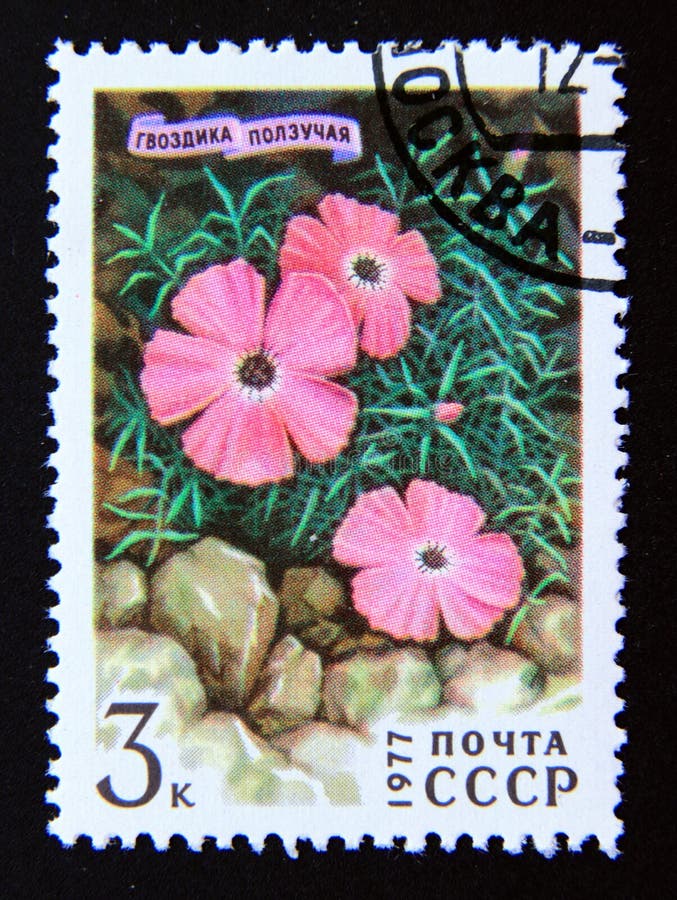 Crawling Carnation Stock Photos - Free & Royalty-Free Stock Photos from ...