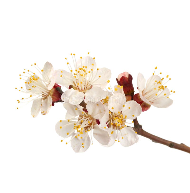 Flowering Branch of Sweet Cherry Stock Image - Image of aroma, closeup ...