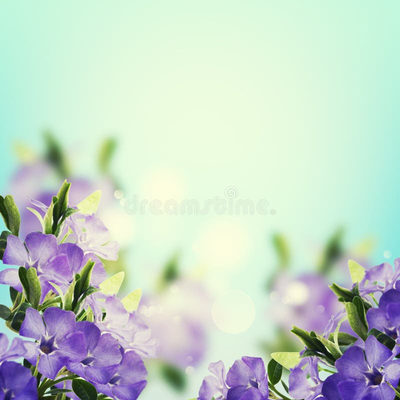 Postcard with Elegant Flowers Stock Photo - Image of invitation ...