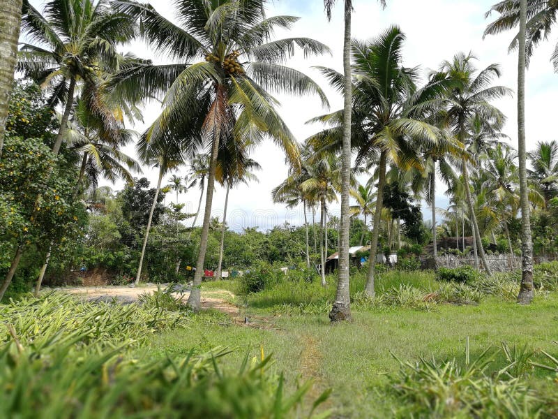 Postcard Scene from Kerala Backwaters, India. Stock Image - Image of ...