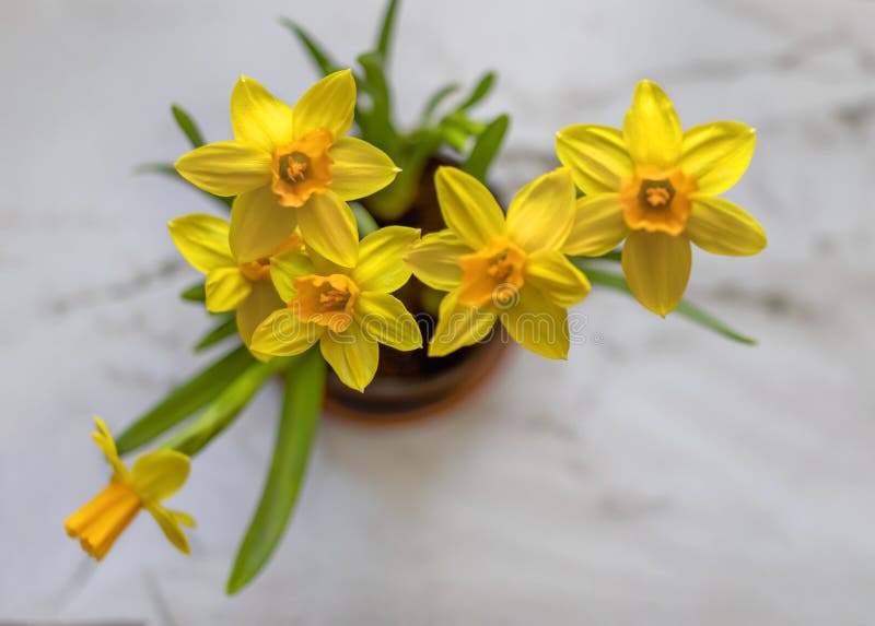 A Postcard with Yellow Daffodils in a Pot. View from Above ...