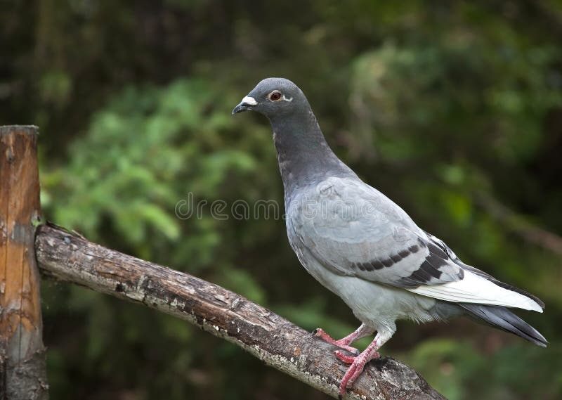 Een Racepostduif, Columbidae Stock Afbeelding - Image of homo ...