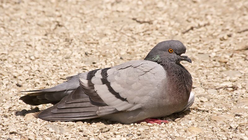Postduif stock foto. Image of onschuld, vlieg, vrede - 14038534