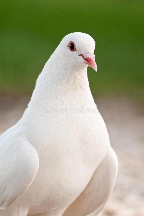 Postduif stock foto. Image of extern, geïsoleerd, campagne - 40350148