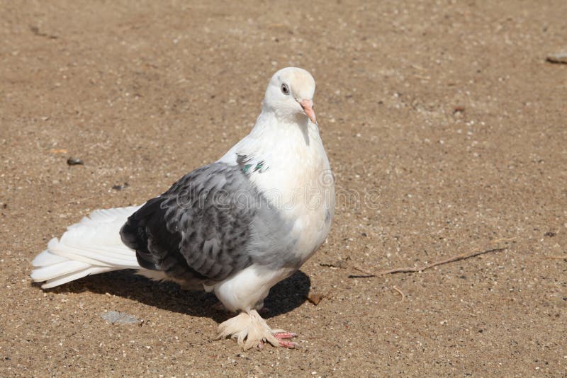 Postduif Het Spelen Met Water In De Vijver Naast Rotsduif A Stock ...