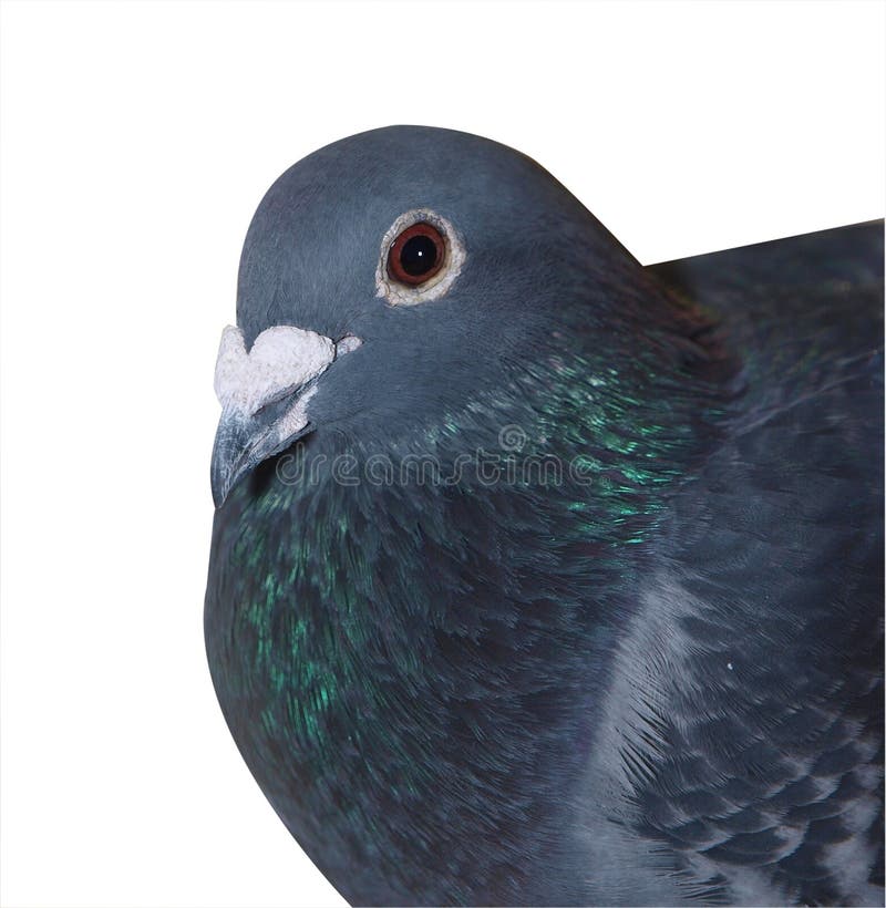 Postduif stock afbeelding. Image of achtergrond, dier - 9243541
