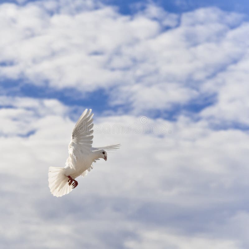 Postduif in de hemel stock foto. Image of ontruim, duif - 13042492