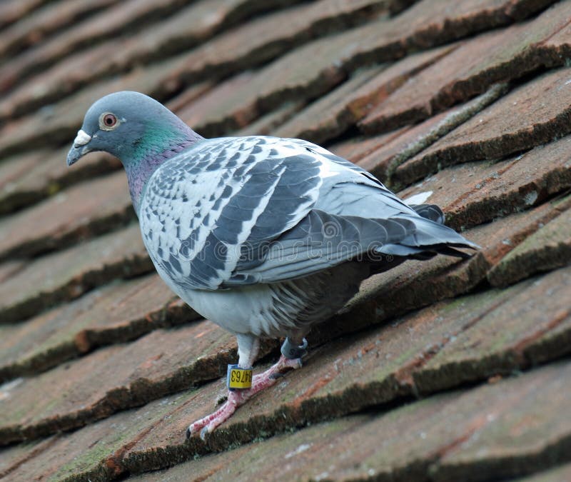 Postduif Tegen Een Betegeld Dak Stock Foto - Image of racen, betegeld ...