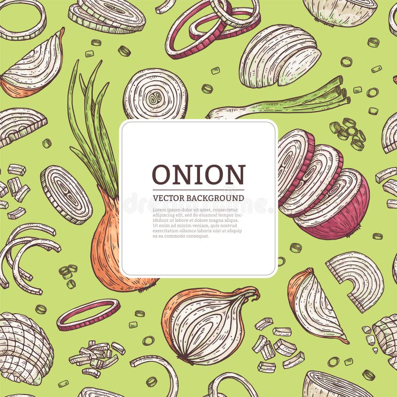 Banner Backdrop with Onion, Hand Drawn Sketch Style Vector Illustration ...