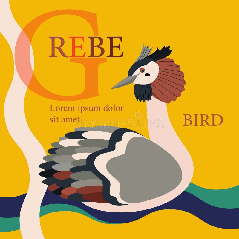 Poster, Banner with Grebe Bird and Text. Poster Layout Design Stock ...